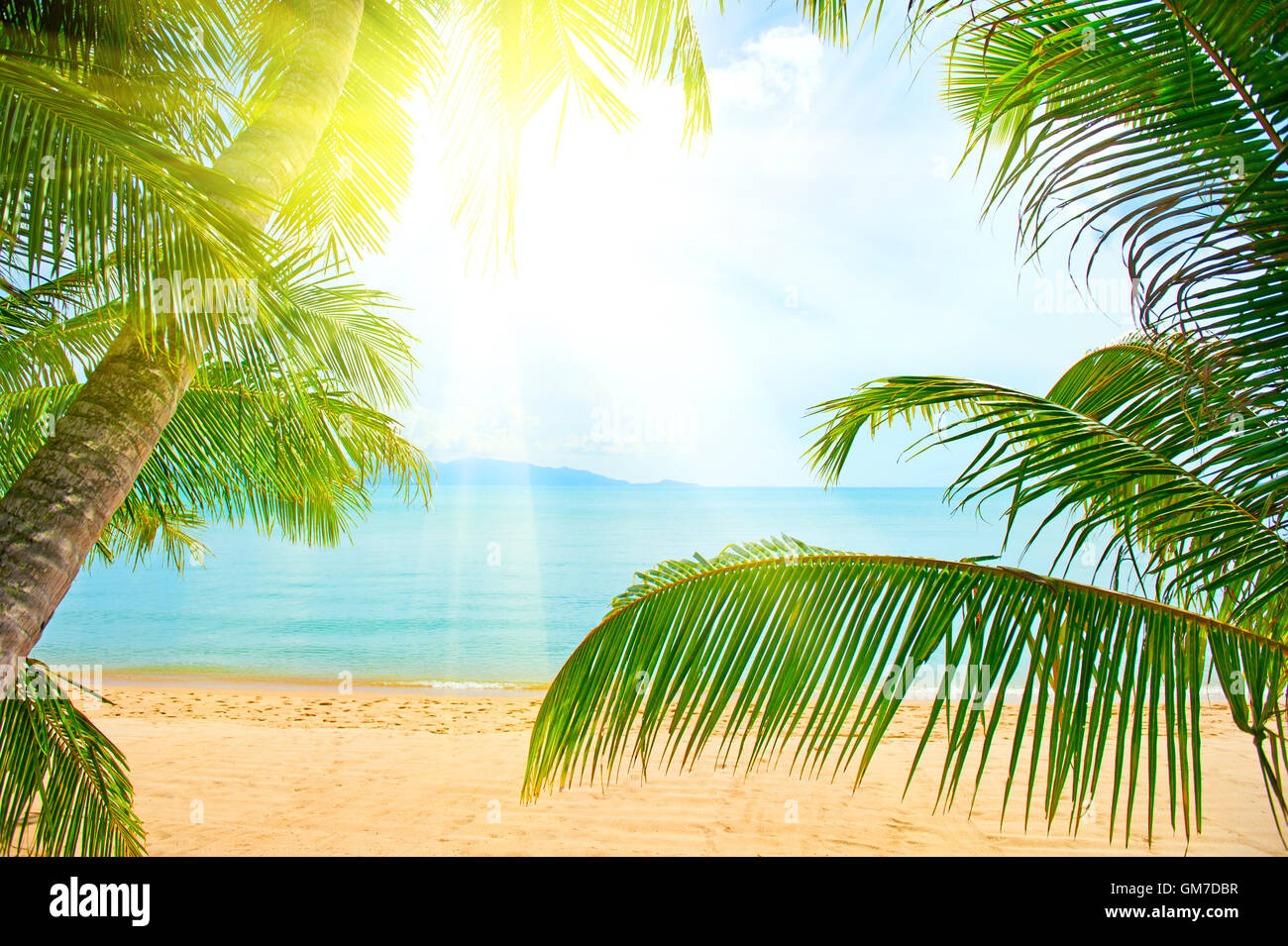 beach with palm tree over the sand Stock Photo - Alamy