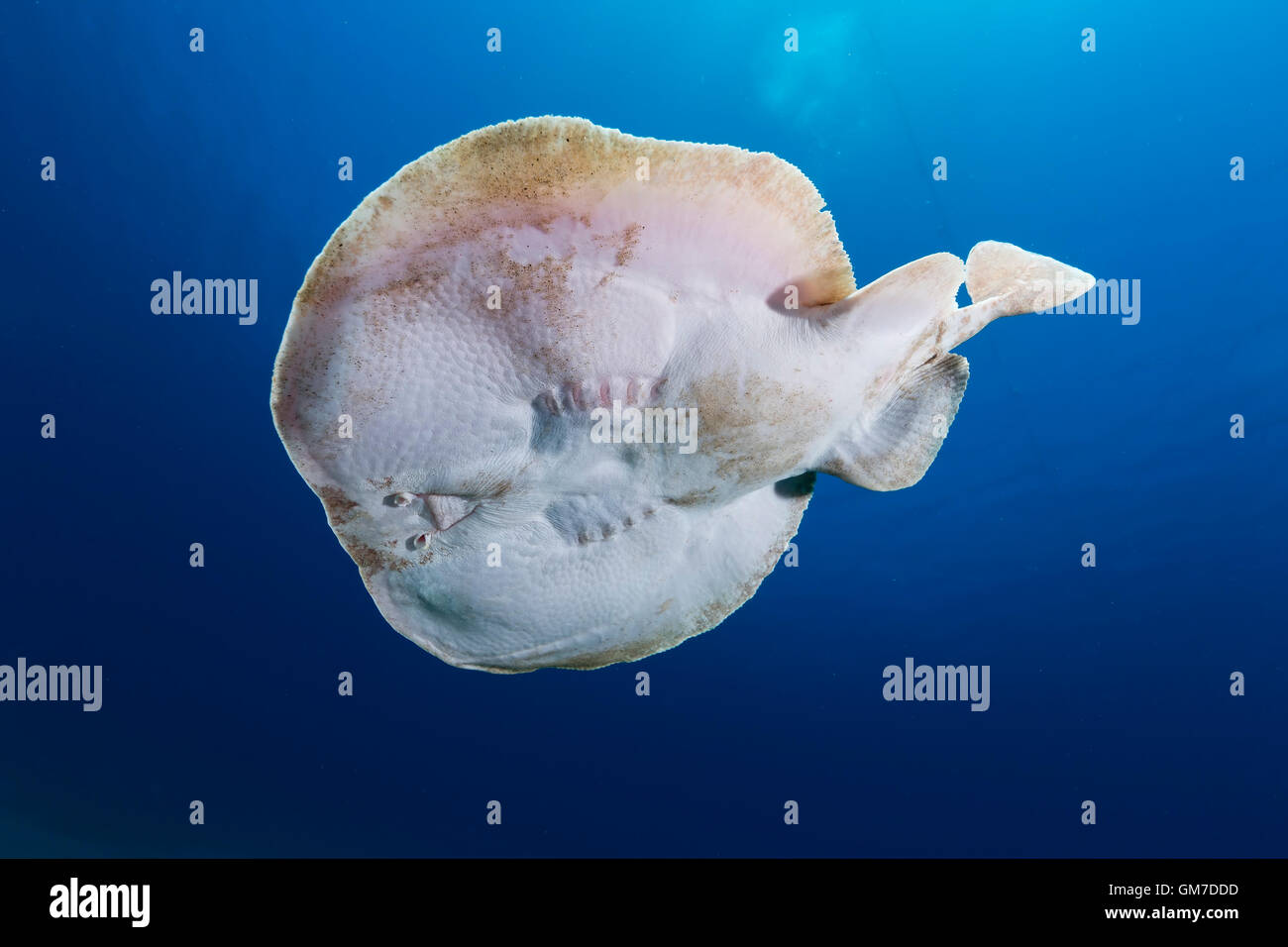 Leopard torpedo ray (torpedo panthera) in the Red Sea Stock Photo - Alamy