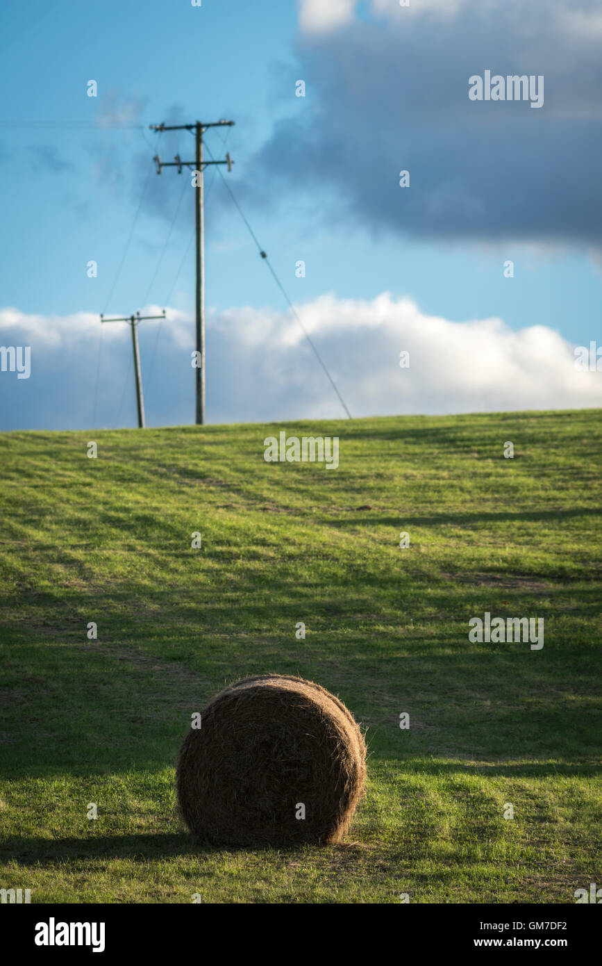 Round hay bale in sunset light in Killarney National Park, County Kerry ...