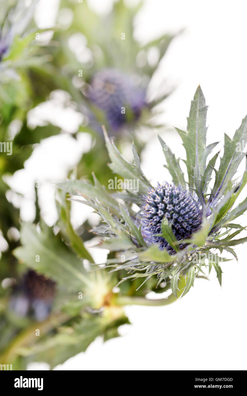 exotic sharp flowers Stock Photo - Alamy