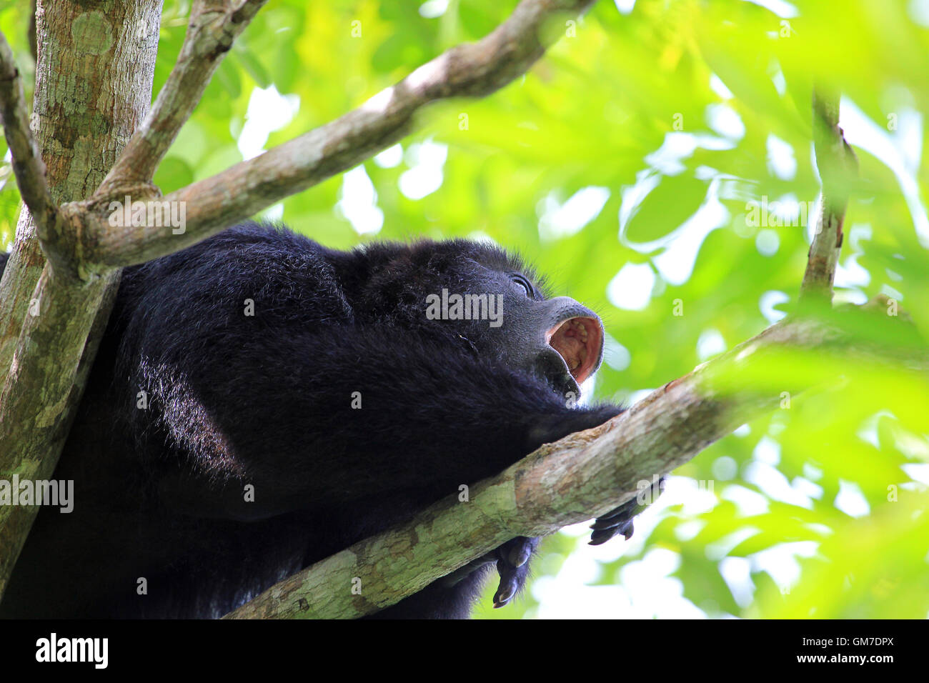 Black howler monkey, alouatta pigra or alouatta caraya, sitting on a ...