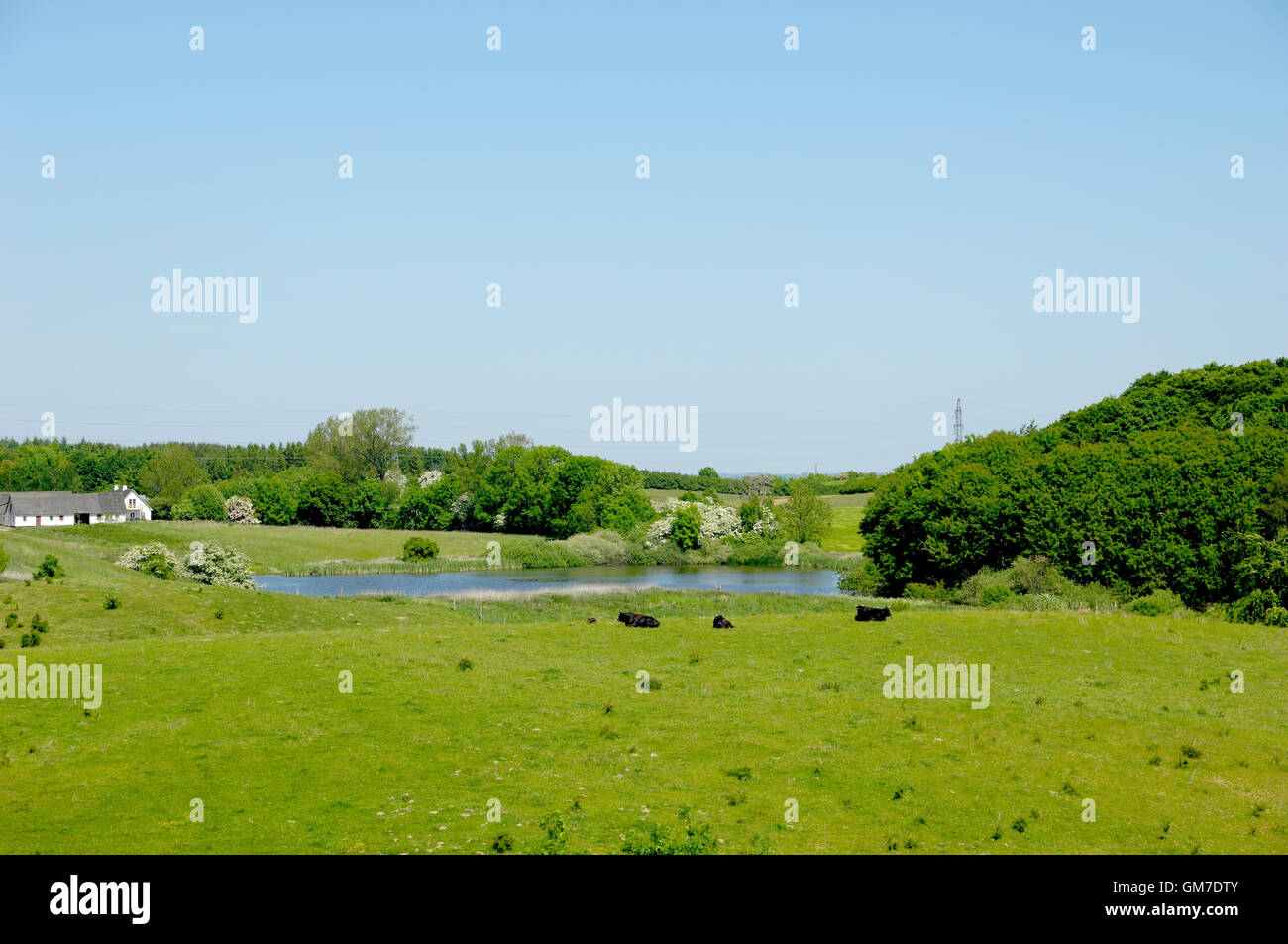 Cows, lake and farm Stock Photo - Alamy