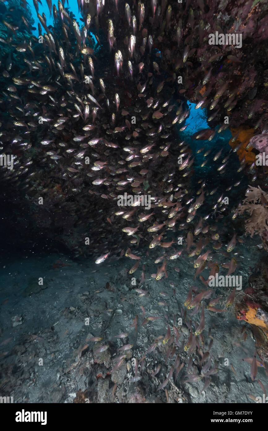 Glassfish in the tropical waters of the Red Sea Stock Photo - Alamy