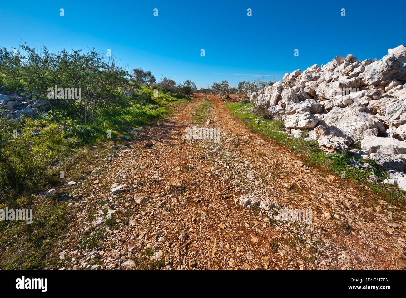 Plant of dry rocky slopes hi-res stock photography and images - Alamy