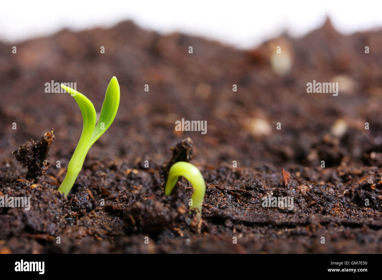 small green seedling in the ground Stock Photo - Alamy