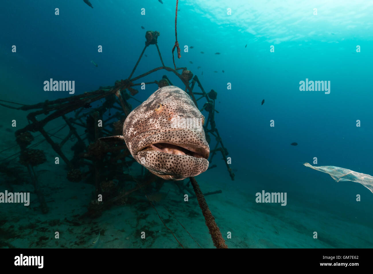 Malabar grouper in the tropical waters of the Red Sea Stock Photo - Alamy