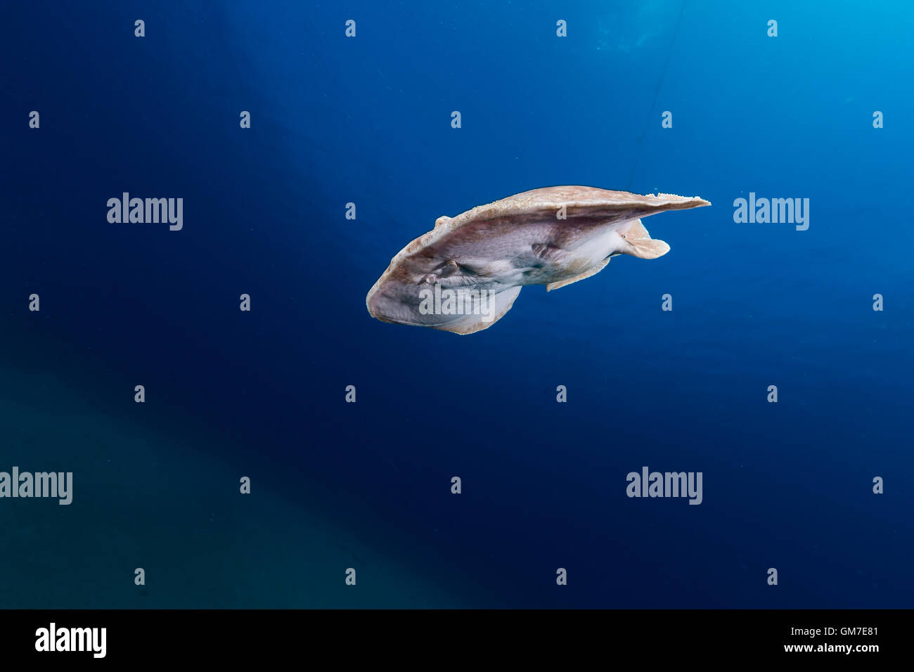 Leopard torpedo ray hi-res stock photography and images - Alamy