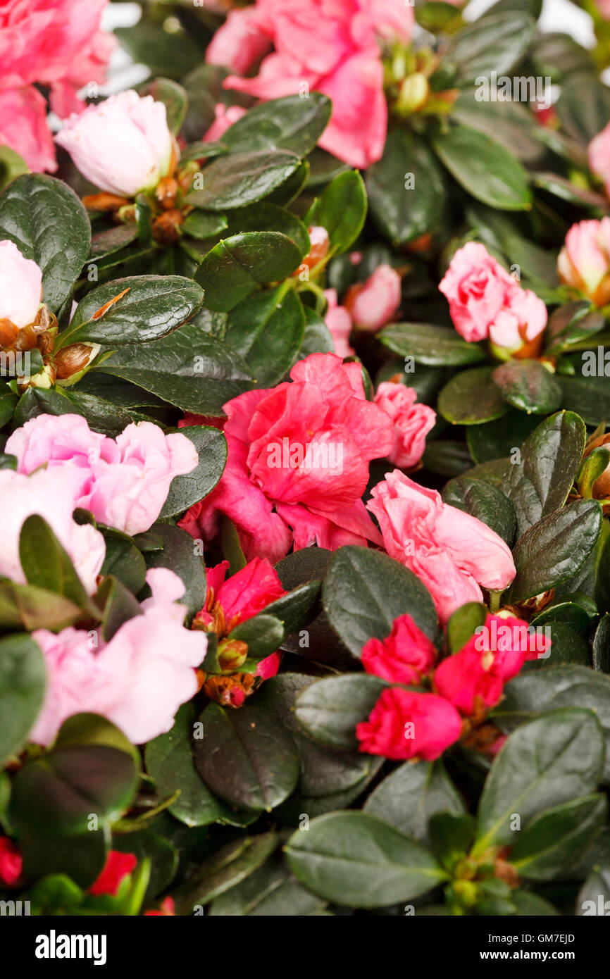 Azalea pot plant hi-res stock photography and images - Alamy