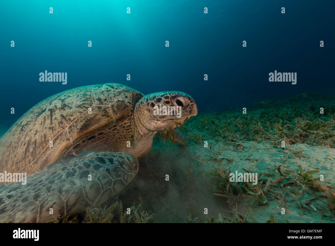 Green turtle in the Red Sea Stock Photo - Alamy