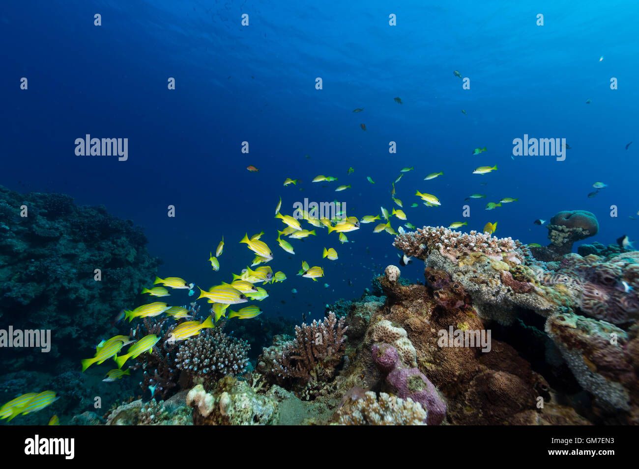 Blue-striped snappers in the tropical waters of the Red Sea Stock Photo ...