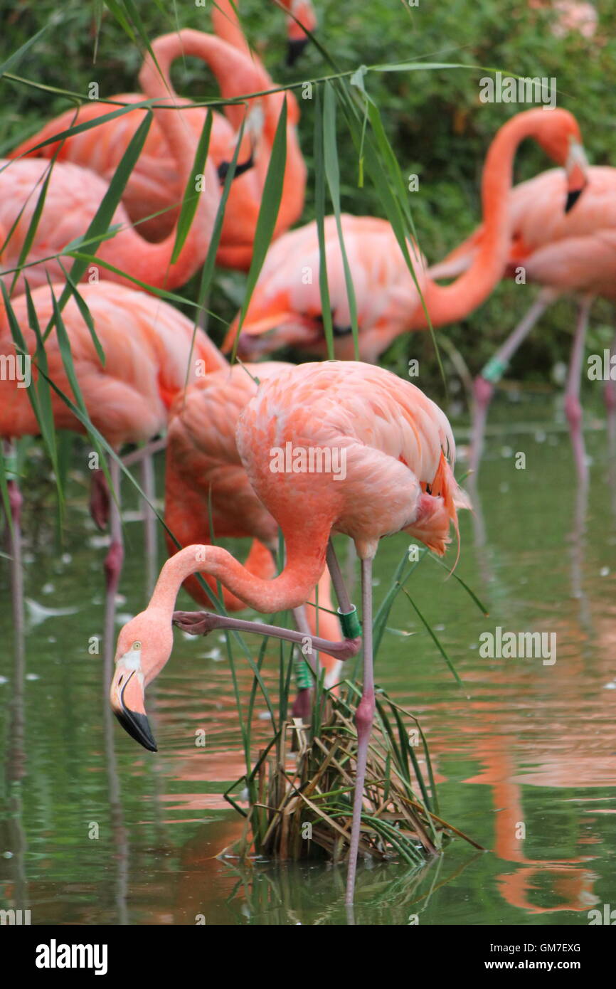 Strong beak and curved hi-res stock photography and images - Alamy