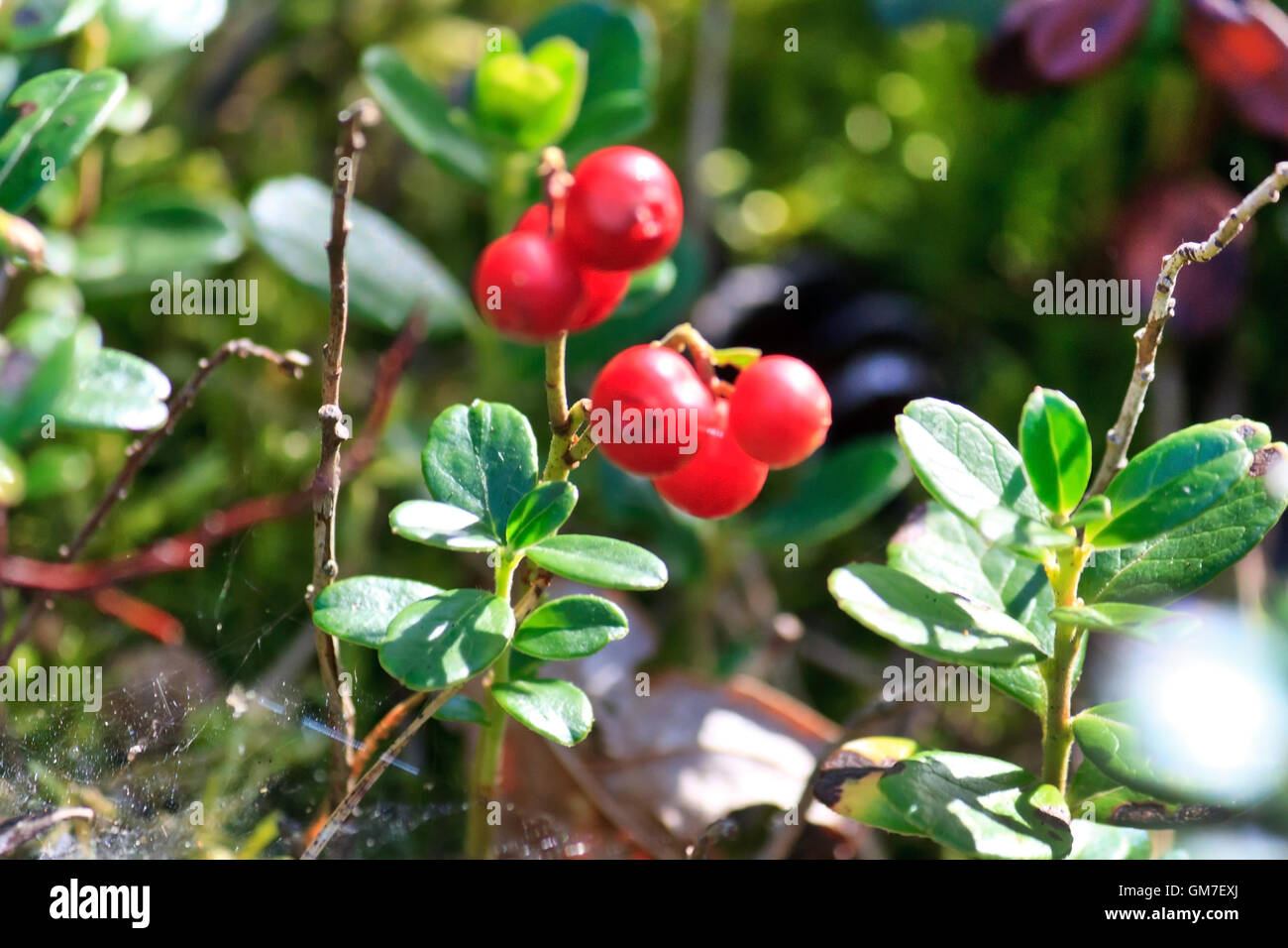 Bush cranberries hi-res stock photography and images - Alamy