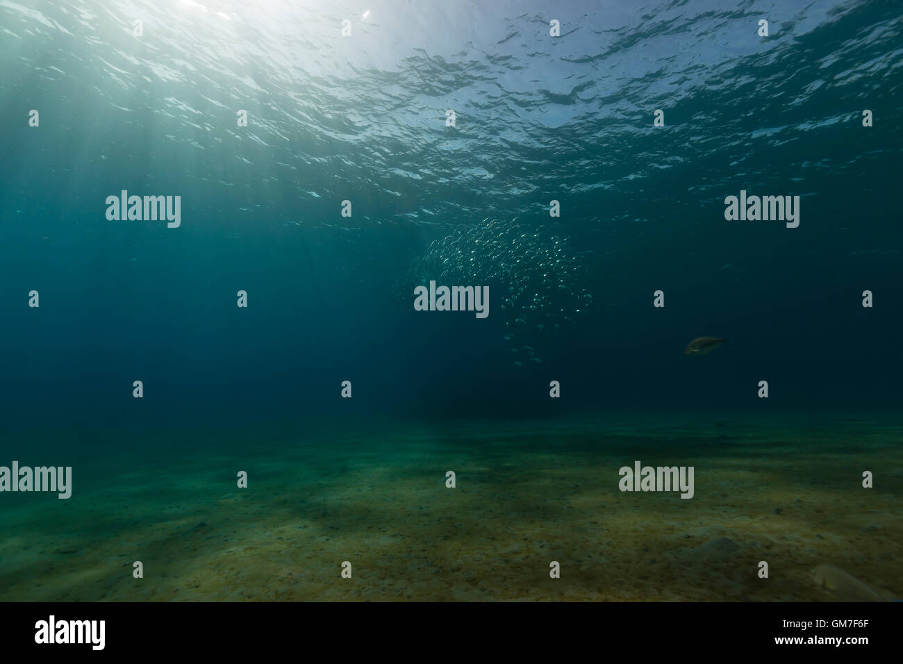 Striped mackerel feeding in the Red Sea Stock Photo - Alamy