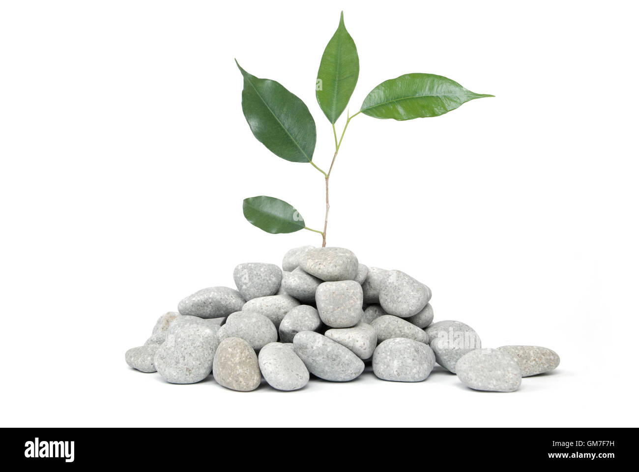 Stones and tree on a white background Stock Photo - Alamy