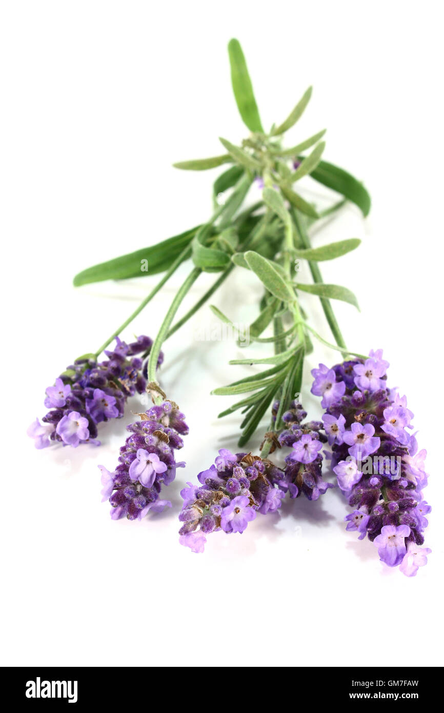 Lavender field Cut Out Stock Images & Pictures - Alamy