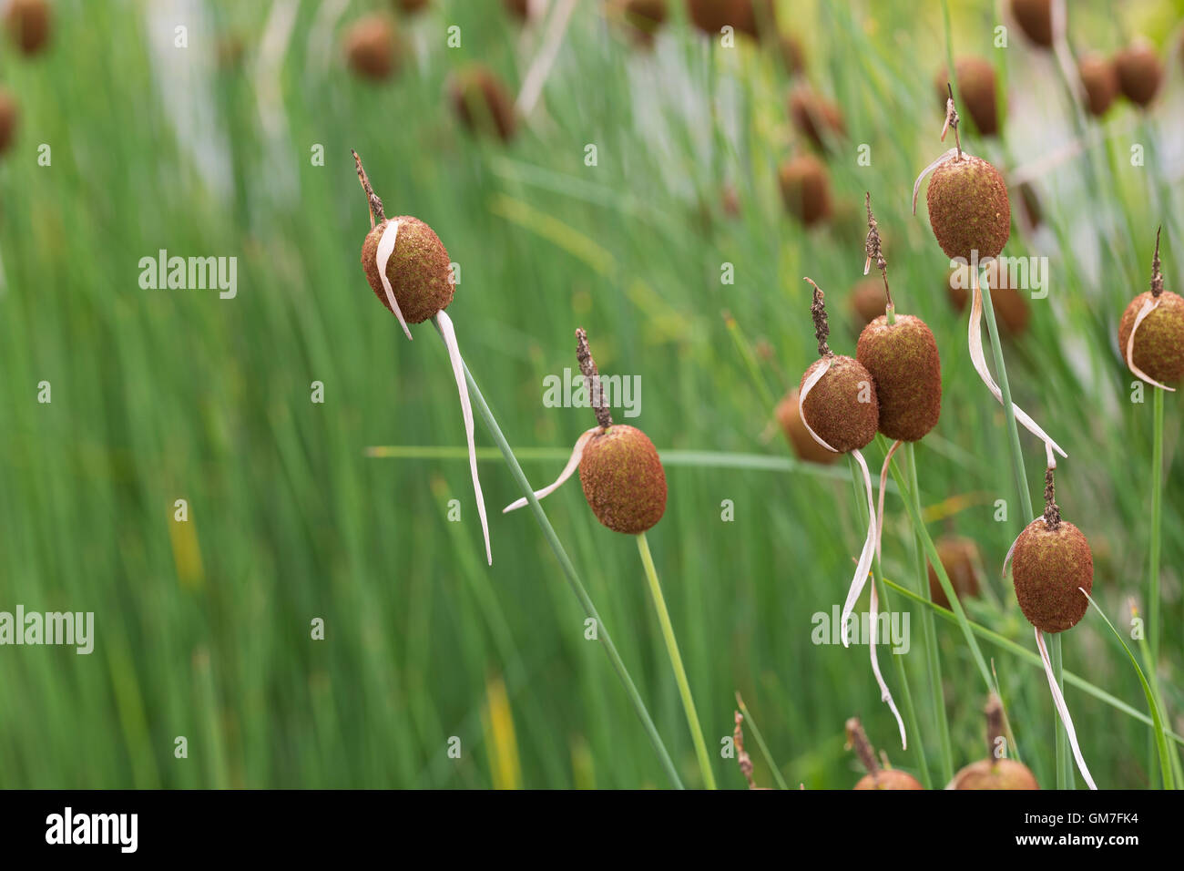 Zwerg-Rohrkolben, Kleiner Rohrkolben, Zwergrohrkolben, Typha minima ...