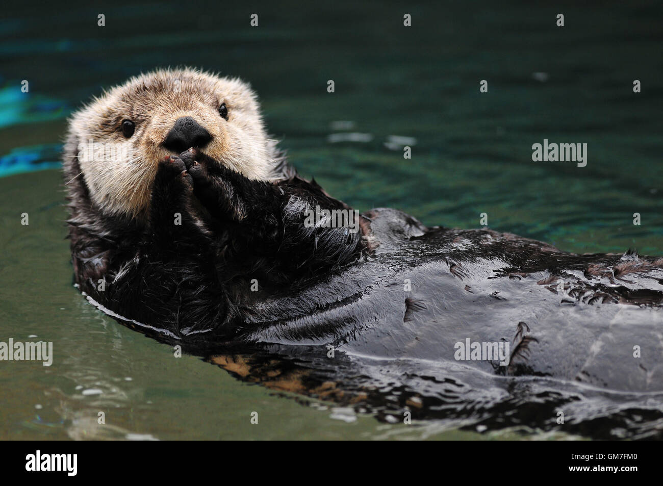 River otter alaska hi-res stock photography and images - Alamy