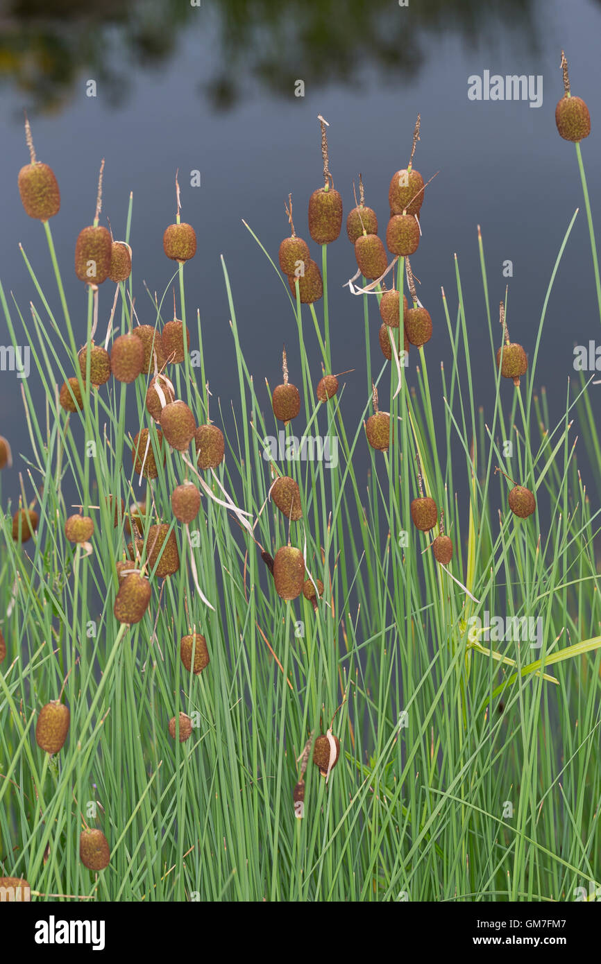 Zwerg-Rohrkolben, Kleiner Rohrkolben, Zwergrohrkolben, Typha minima ...