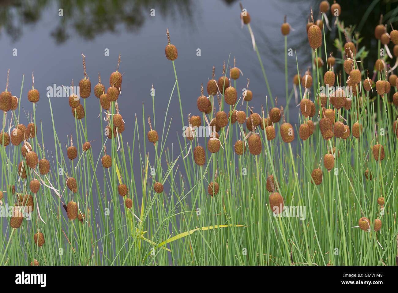 Zwerg-Rohrkolben, Kleiner Rohrkolben, Zwergrohrkolben, Typha minima ...