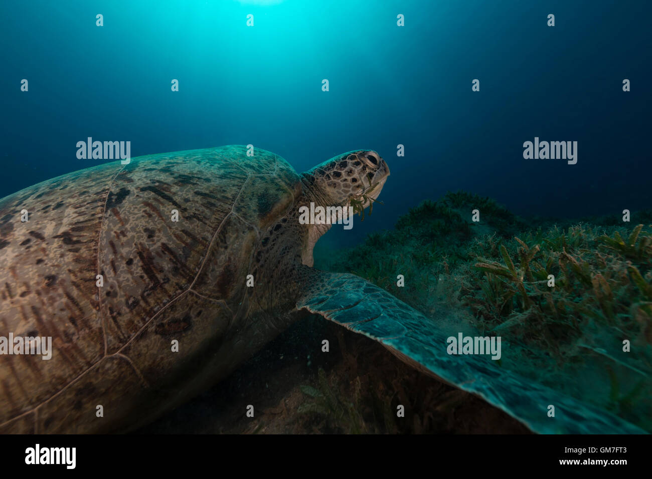 Green turtle in the Red Sea Stock Photo - Alamy