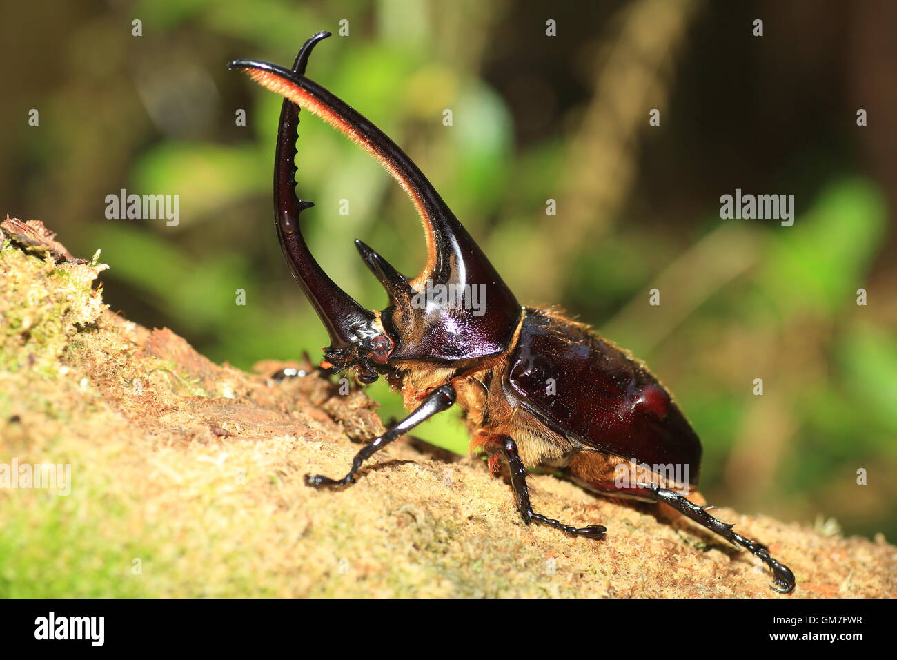 Neptunus beetle dynastes neptunus male hi-res stock photography and ...