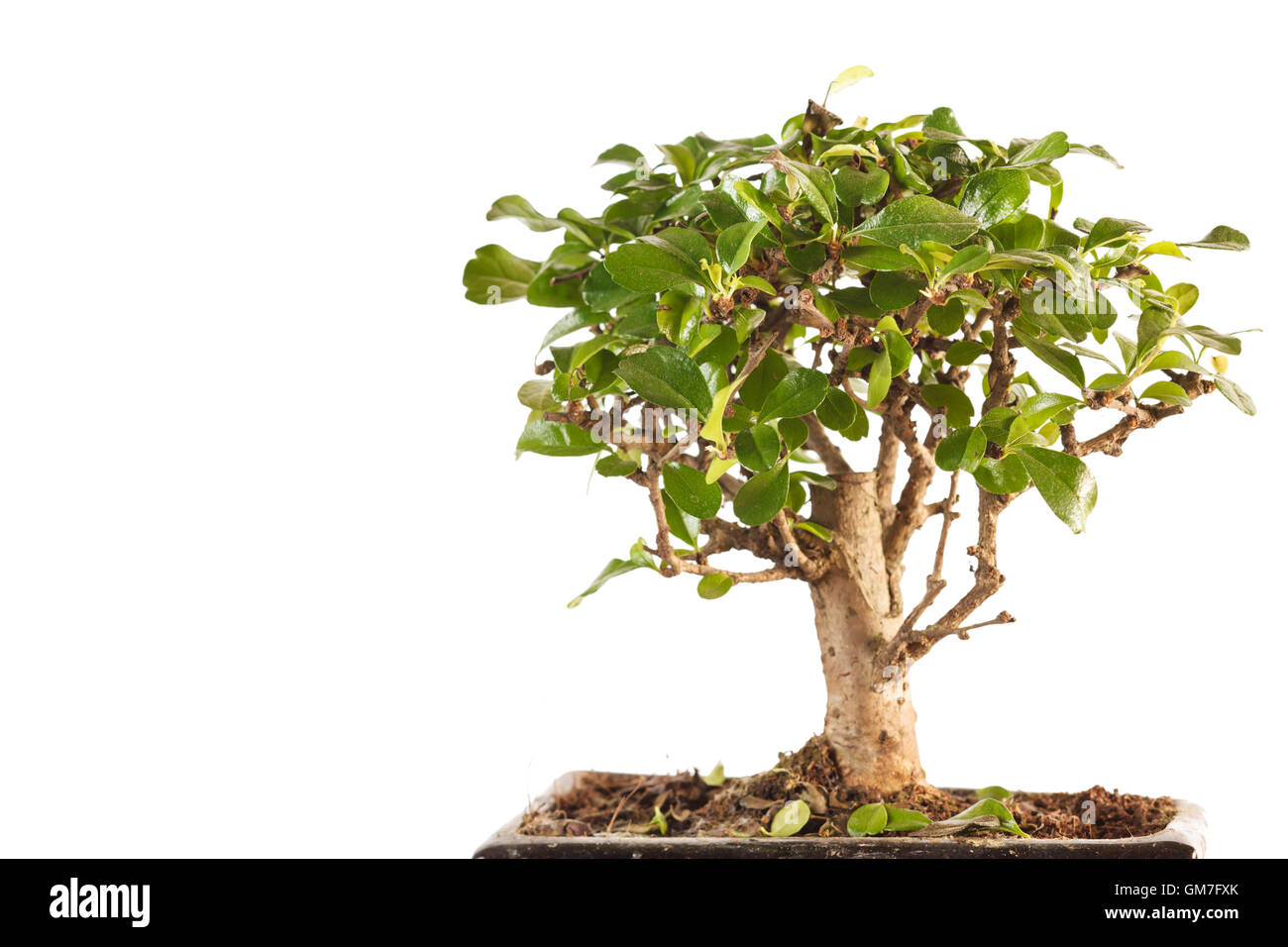 Botany bonsai hi-res stock photography and images - Alamy