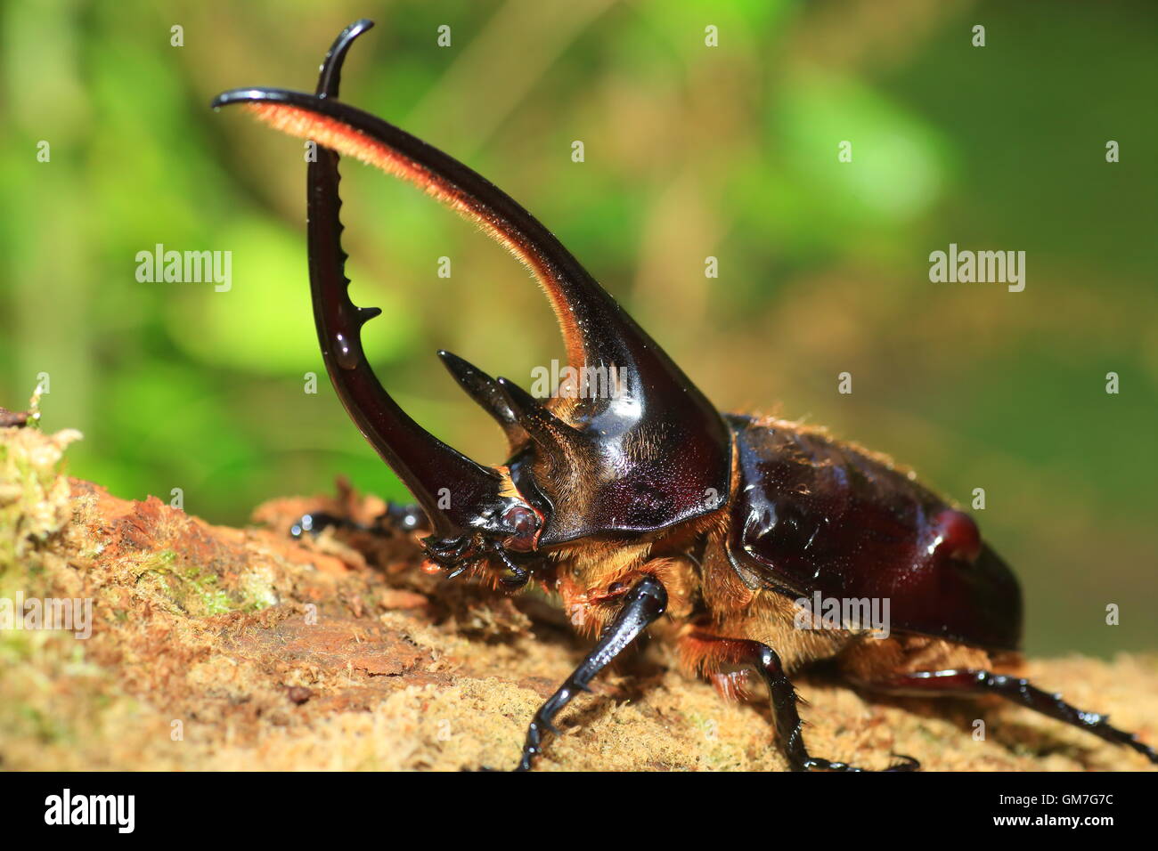 Neptunus beetle (Dynastes neptunus) male in Ecuador Stock Photo - Alamy