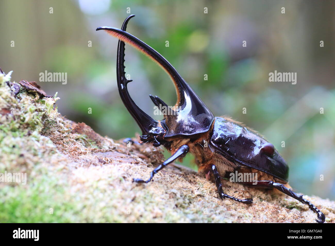 Neptunus beetle (Dynastes neptunus) male in Ecuador Stock Photo - Alamy