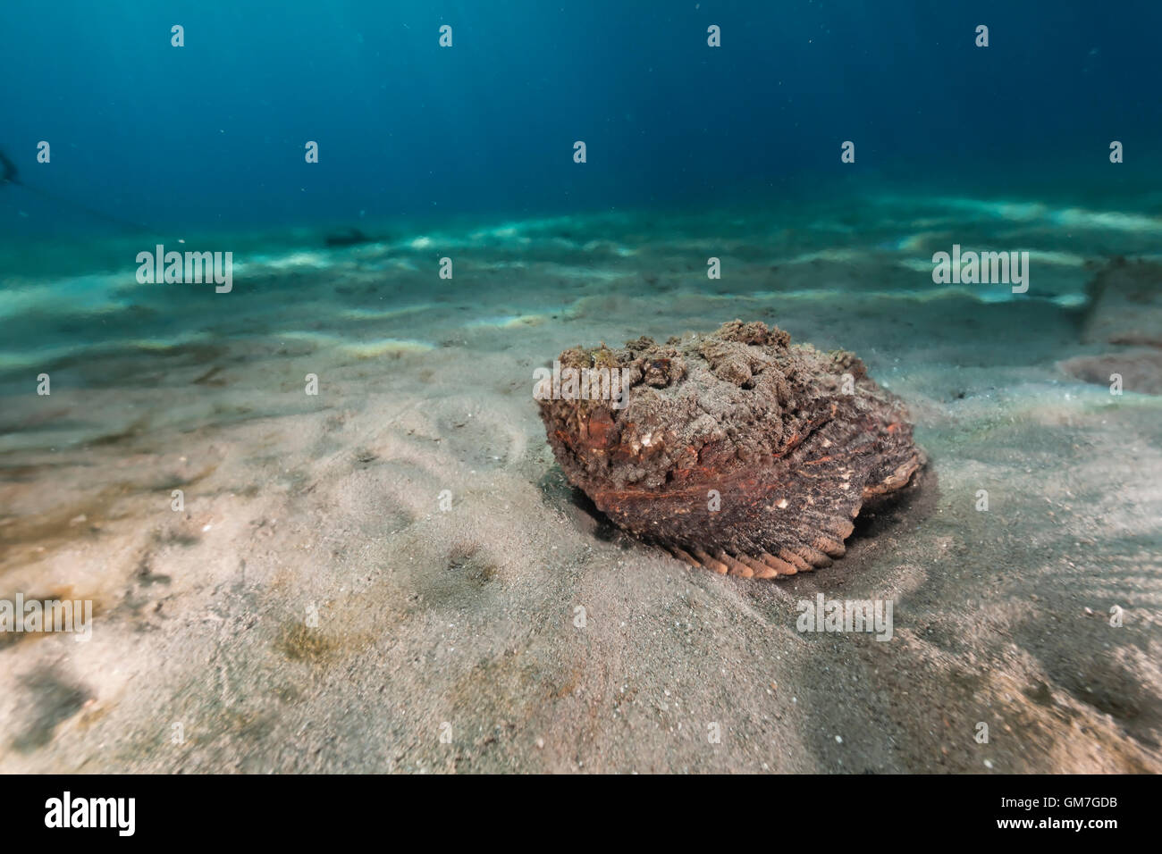 Stonefish (synanceia verrucosa) in the Red Sea Stock Photo - Alamy