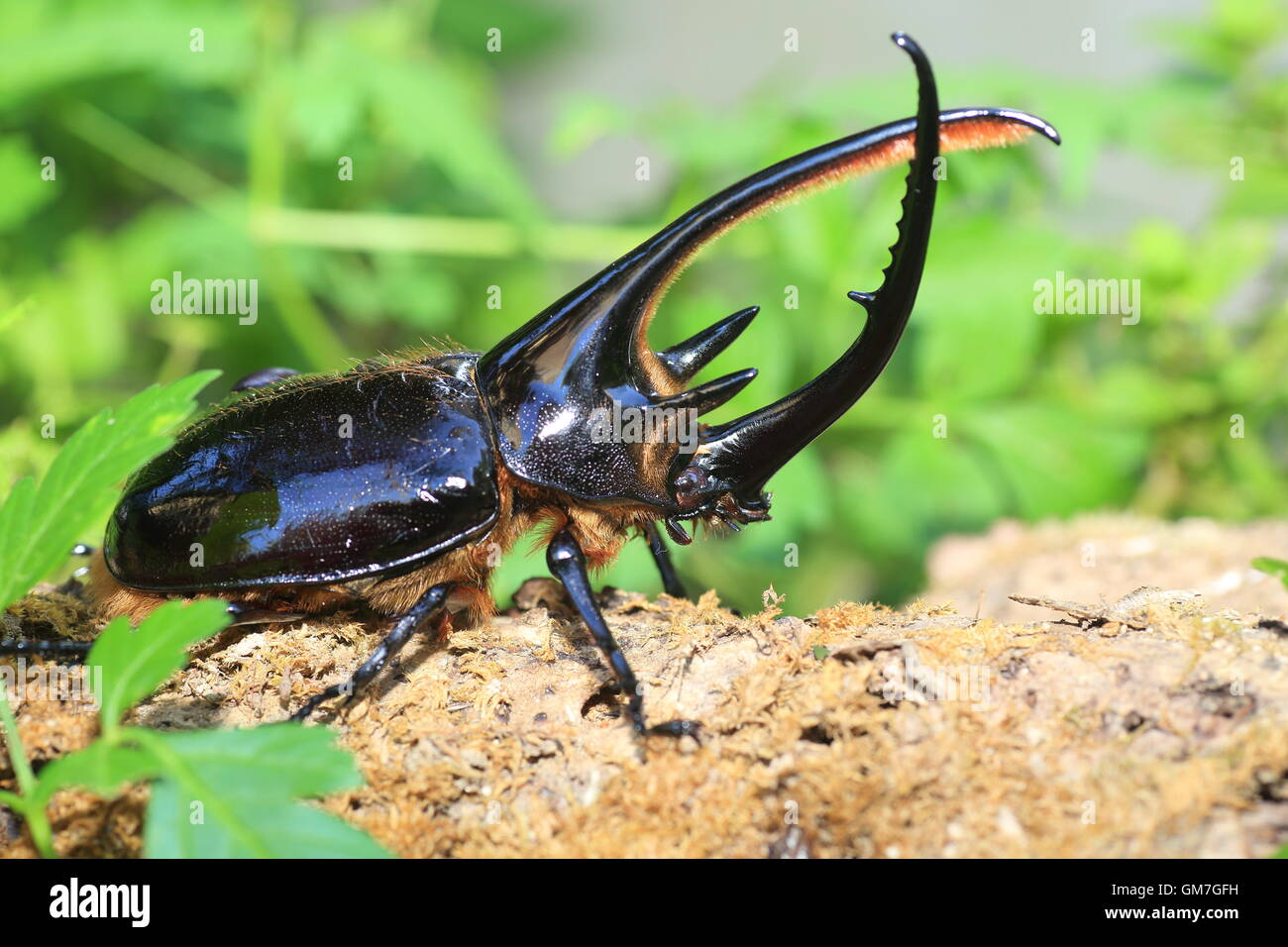 Dynastes neptunus hi-res stock photography and images - Alamy