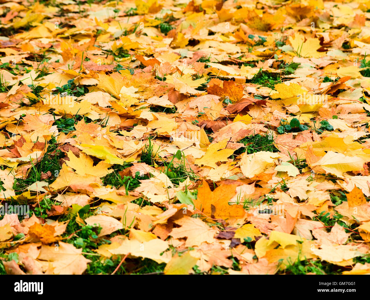 Falling leafs on forest grass. Autumn Stock Photo - Alamy