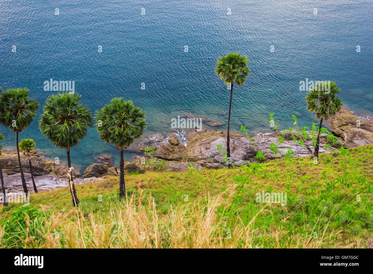 Palm trees on the beach on the island of Phuket Stock Photo - Alamy