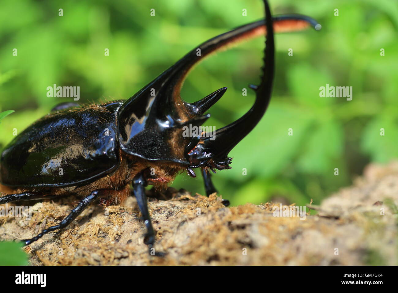 Dynastes neptunus hi-res stock photography and images - Alamy