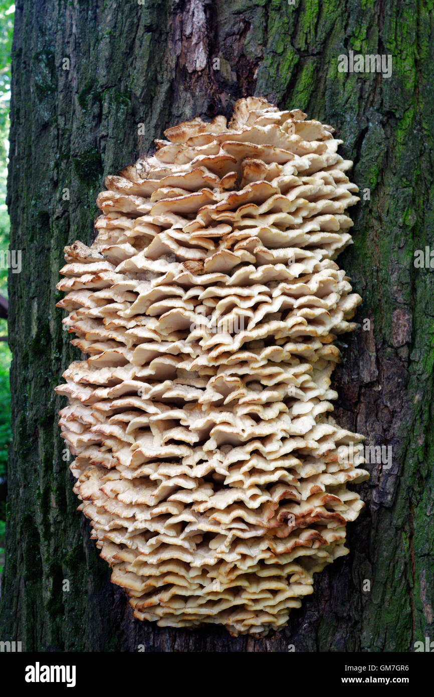 Tree wart hi-res stock photography and images - Alamy