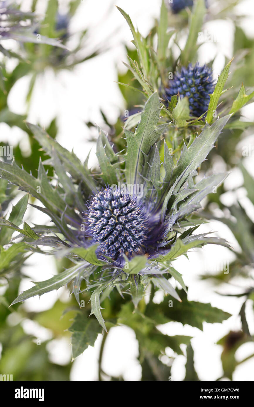 exotic sharp flowers Stock Photo - Alamy