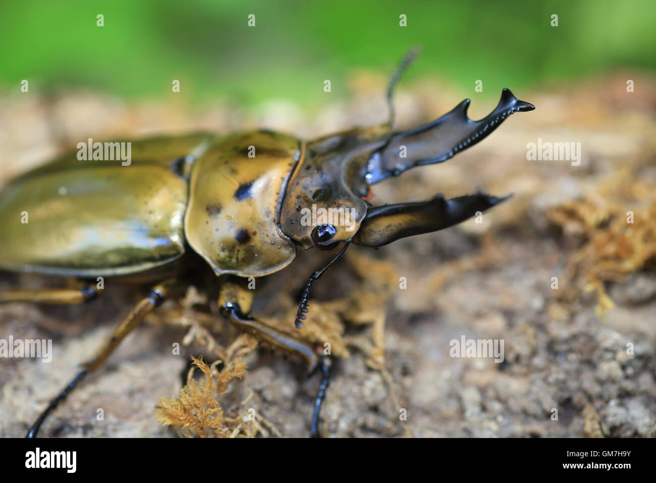 Golden stag beetle (Allotopus moellenkampi babai) in Myanmar Stock ...