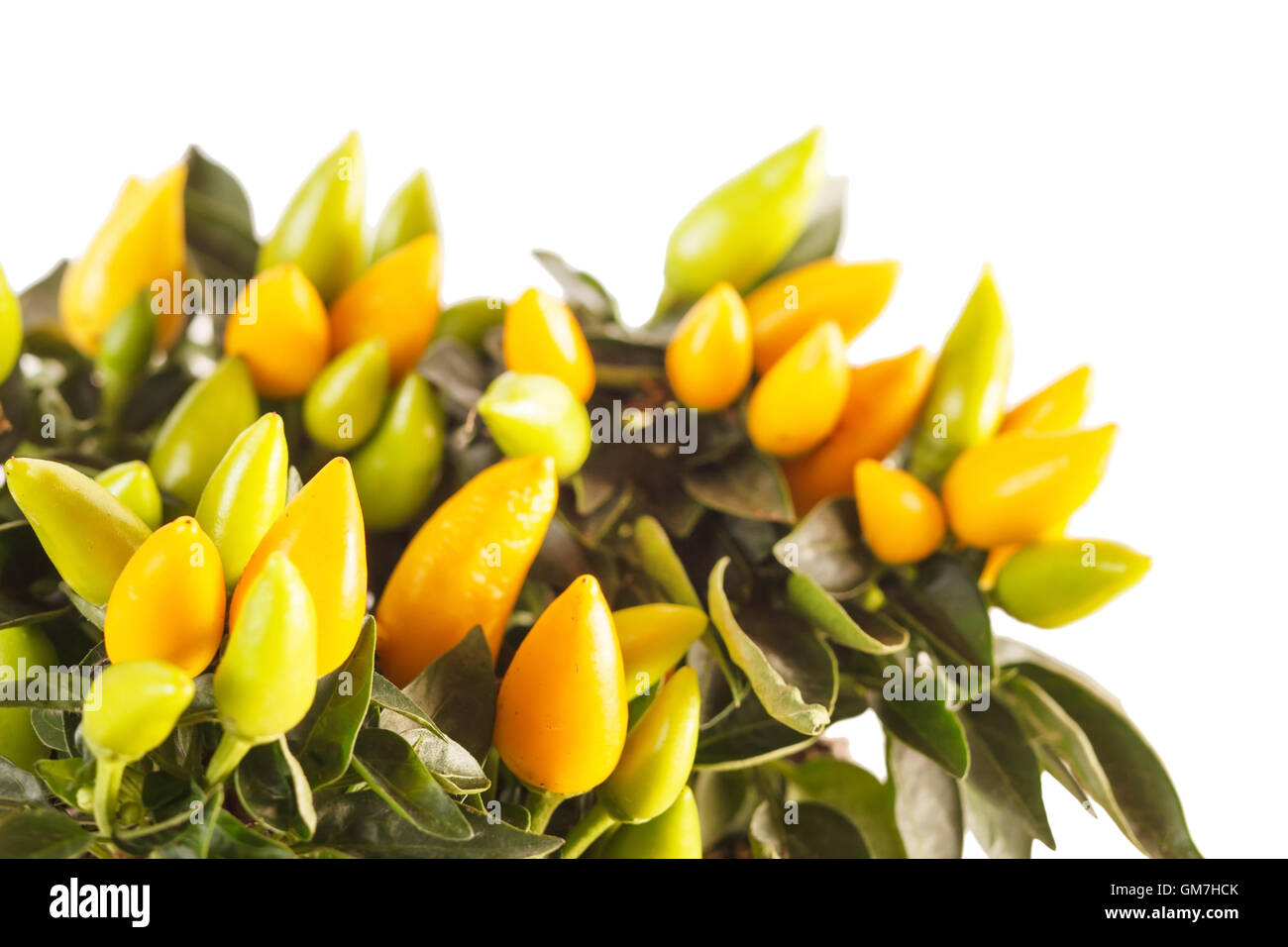 small yellow peppers Stock Photo - Alamy