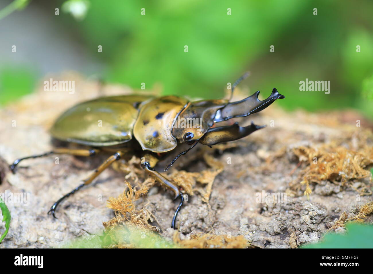Golden stag beetle (Allotopus moellenkampi babai) in Myanmar Stock ...