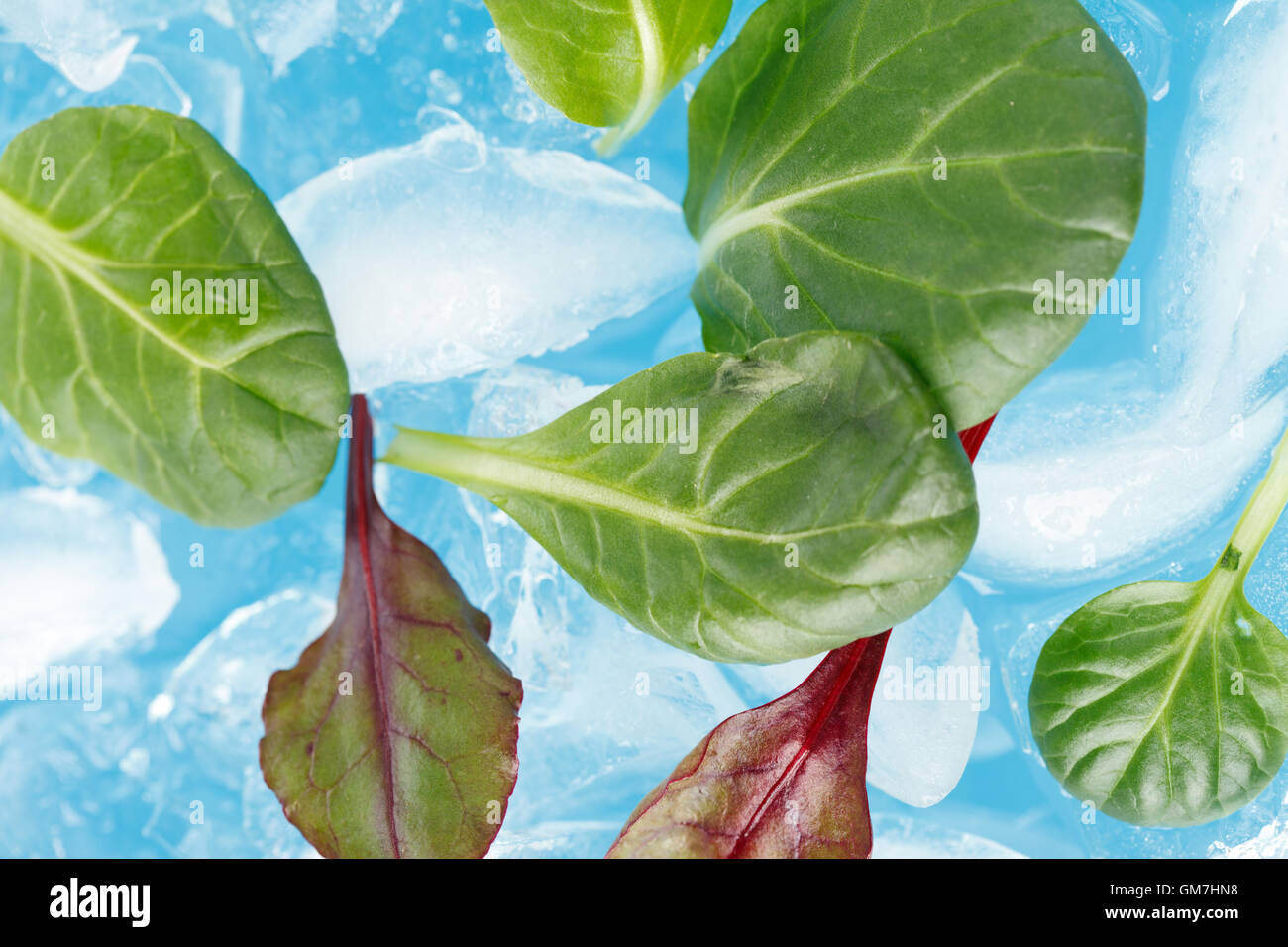 ice and leaves Stock Photo - Alamy