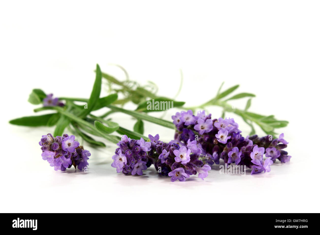 Lavender field Cut Out Stock Images & Pictures - Alamy