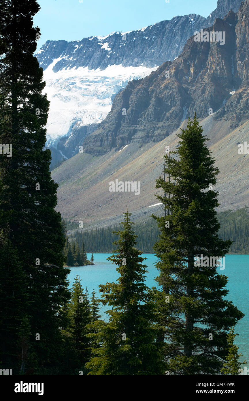 Canadian landscape with Bow lake and forest. Alberta. Canada. Vertical ...