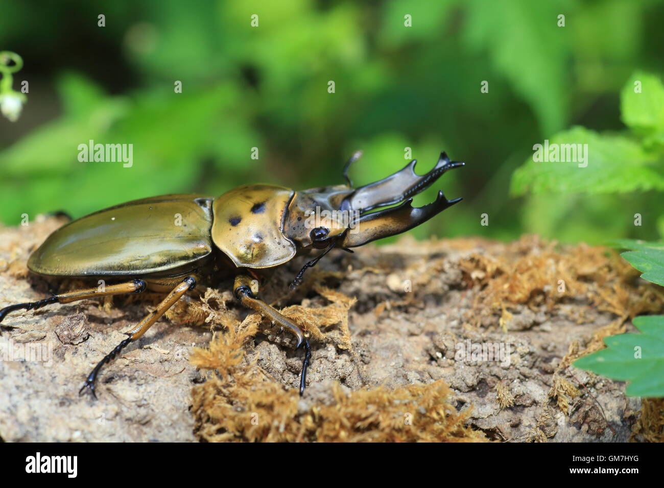 The golden stag beetle hi-res stock photography and images - Alamy