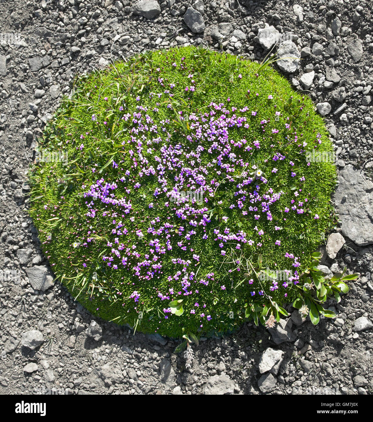 Piece of nature in the rocks. Alberta. Canada. Square format Stock ...