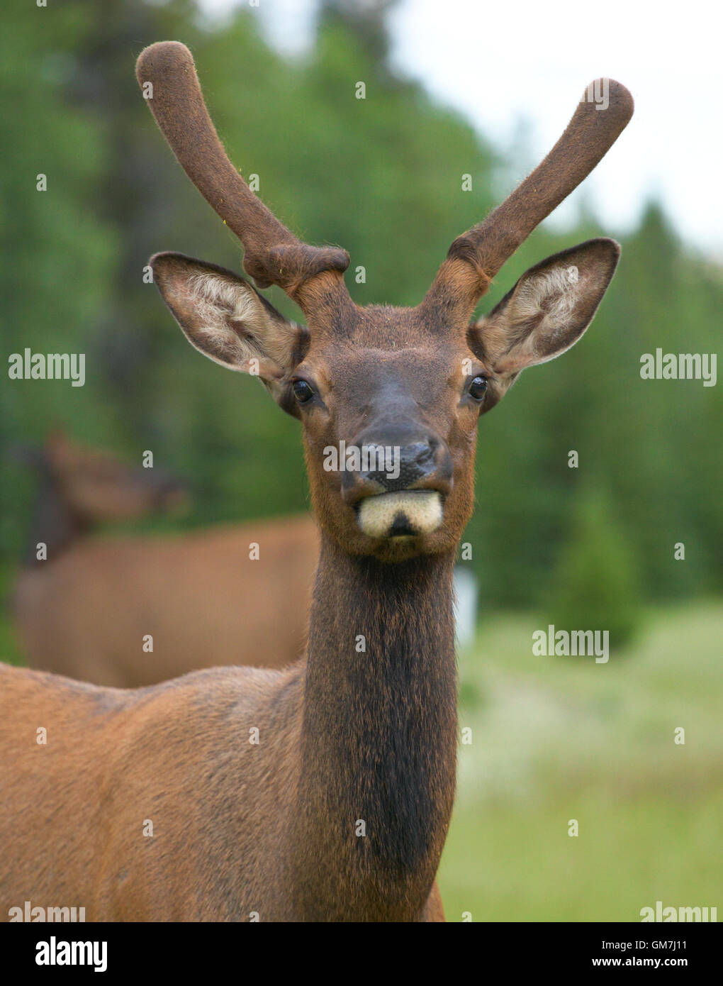 Red deer head with green background. Jasper. Canada. Vertical Stock ...