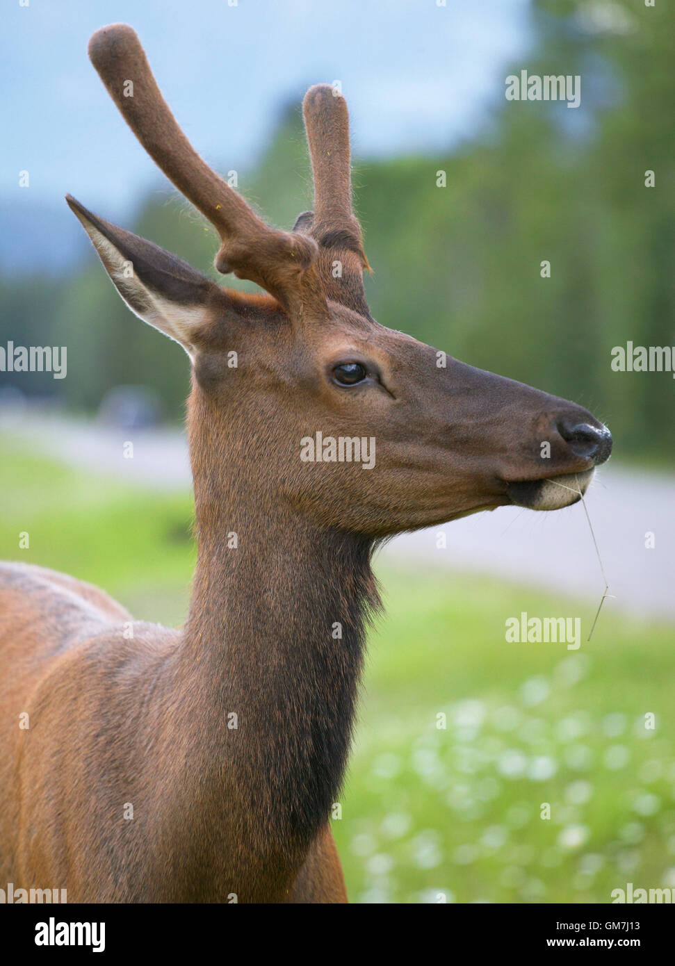 Red deer head with green background. Jasper. Canada. Vertical Stock ...