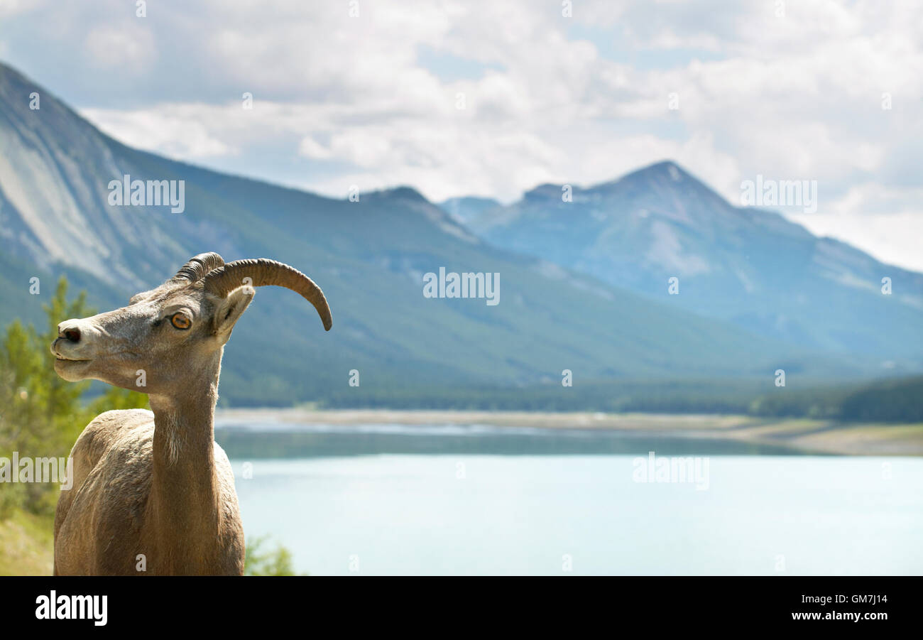 Canadian landscape with mountain goat in Alberta. Canada. Horizontal ...