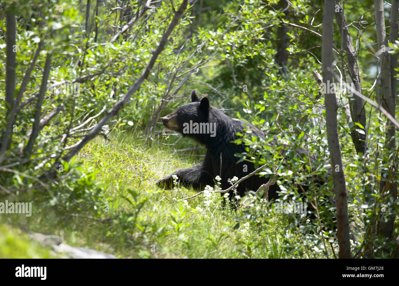 Canadian landscape with black bear in Alberta. Canada. Horizontal Stock ...