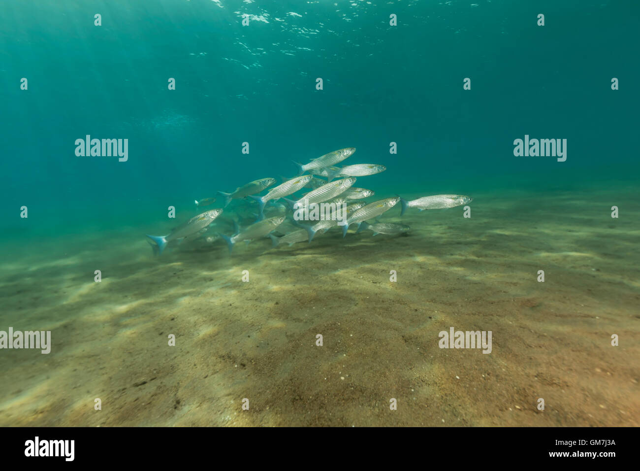 Fringelip mullet (crenimugil crenilabis) in the Red Sea Stock Photo - Alamy