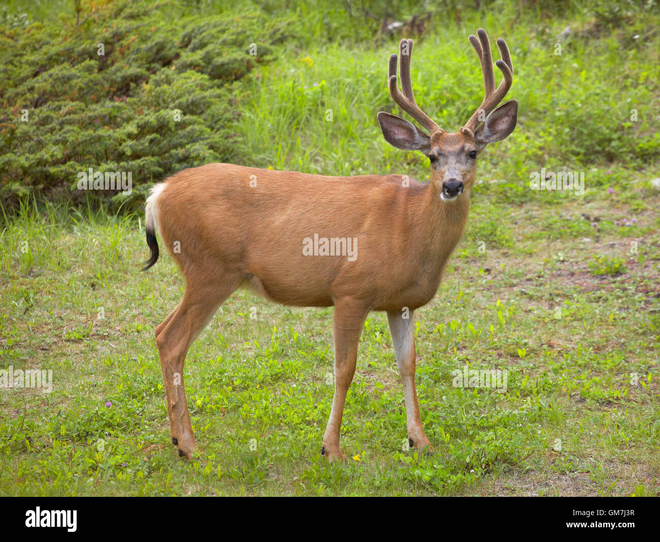 Red deer with green background. Jasper. Canada. Horizontal Stock Photo ...