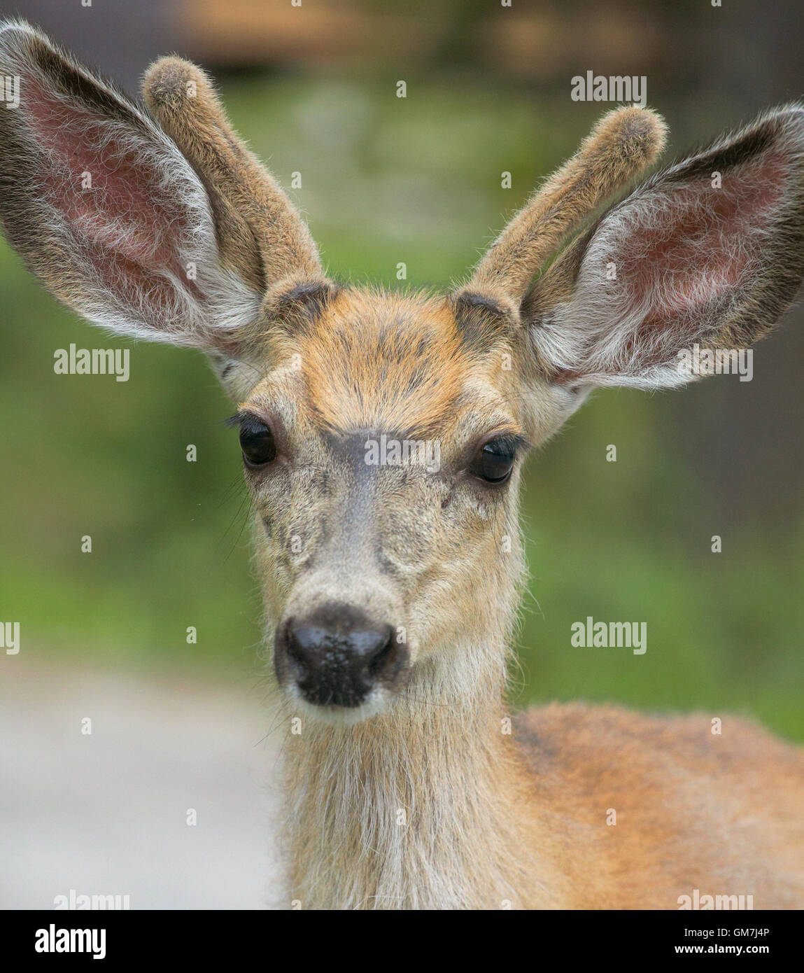 Golden deer head hi-res stock photography and images - Alamy